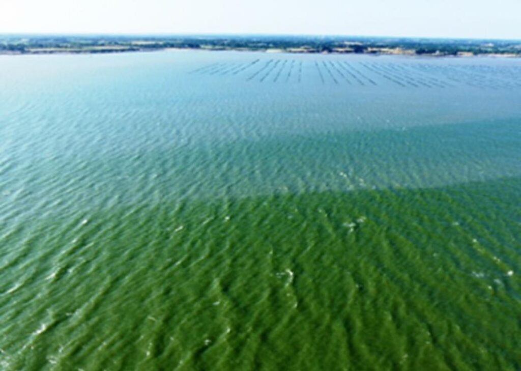 Eutrophisation de l’eau : définition et solutions – aquagir