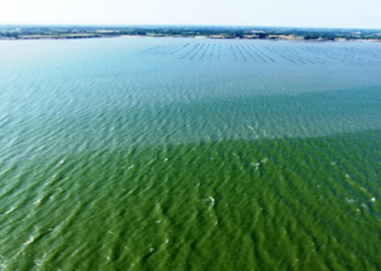 Eutrophisation de l’eau : définition et solutions – aquagir